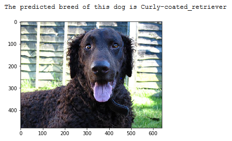 Dog Breed Classifier Project. Project Overview | by Sirishbhudolia | Medium