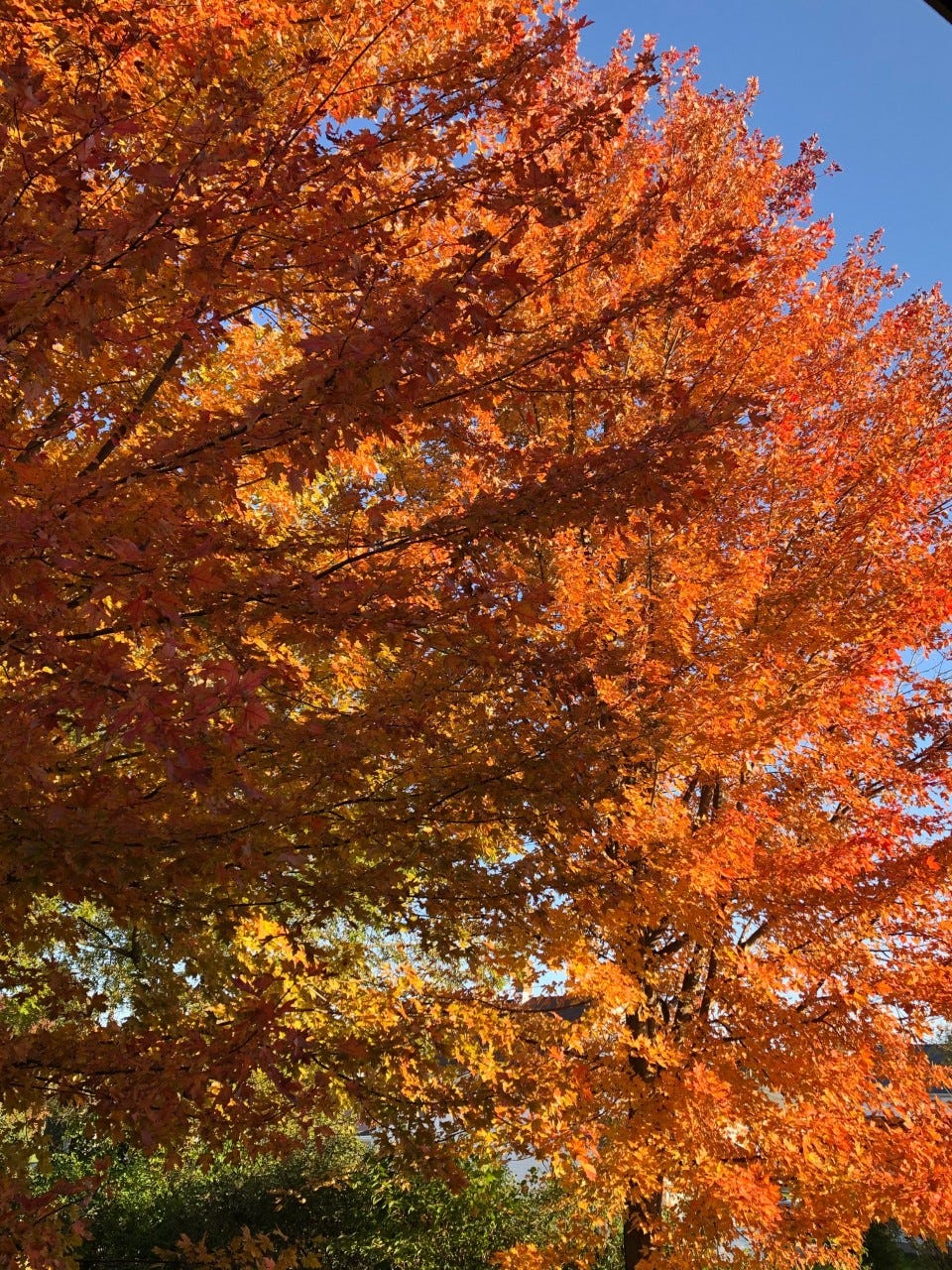Autumn’s Light. A haiku and photo. | by Jessica Archuleta | Medium