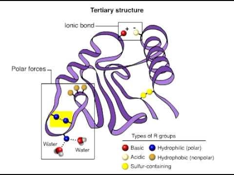 The Beginner’s Guide to Protein Folding! | by Apurva Joshi | Medium
