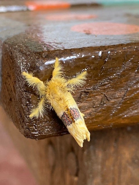 A New Canine Friend, A Fuzzy Moth, and a Mural Come To Life | by ...
