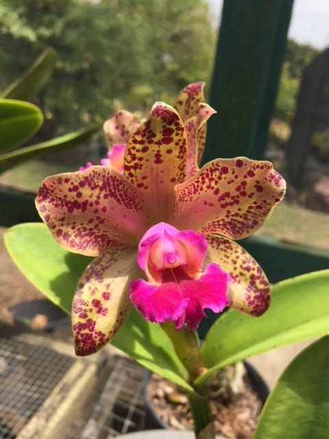 Orchids — The Most Delicate Flower of Them All | by Jillian Amatt ...