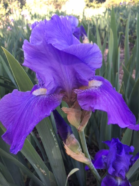 A “Real” Place of Beauty. Mom will love this secret iris garden… | by ...
