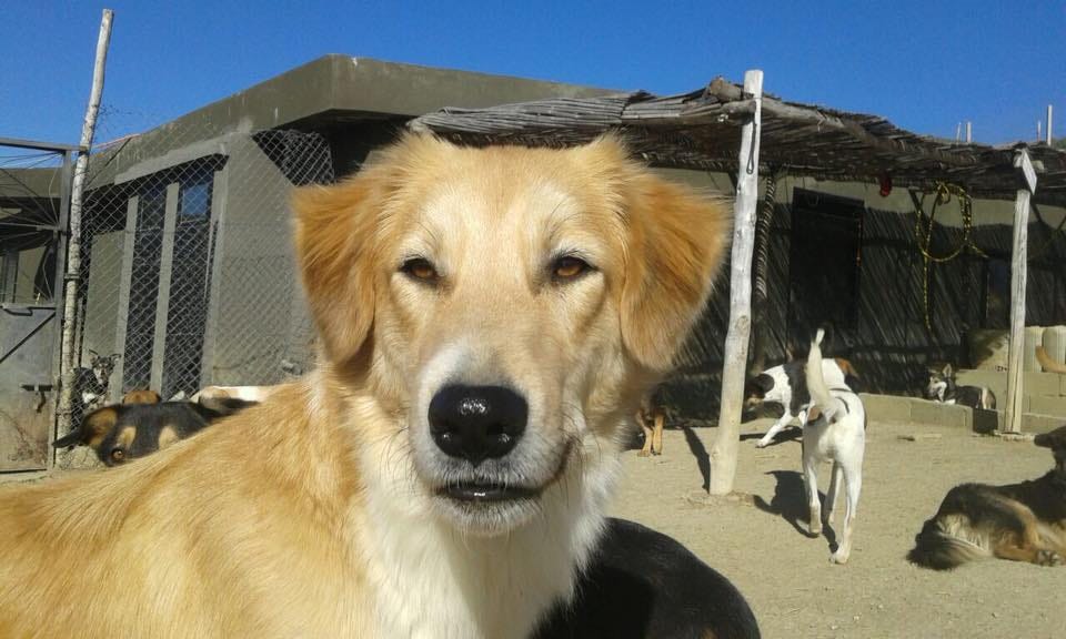 Laddie the Dog. Laddie was dumped, along with his… | by SFT Animal ...