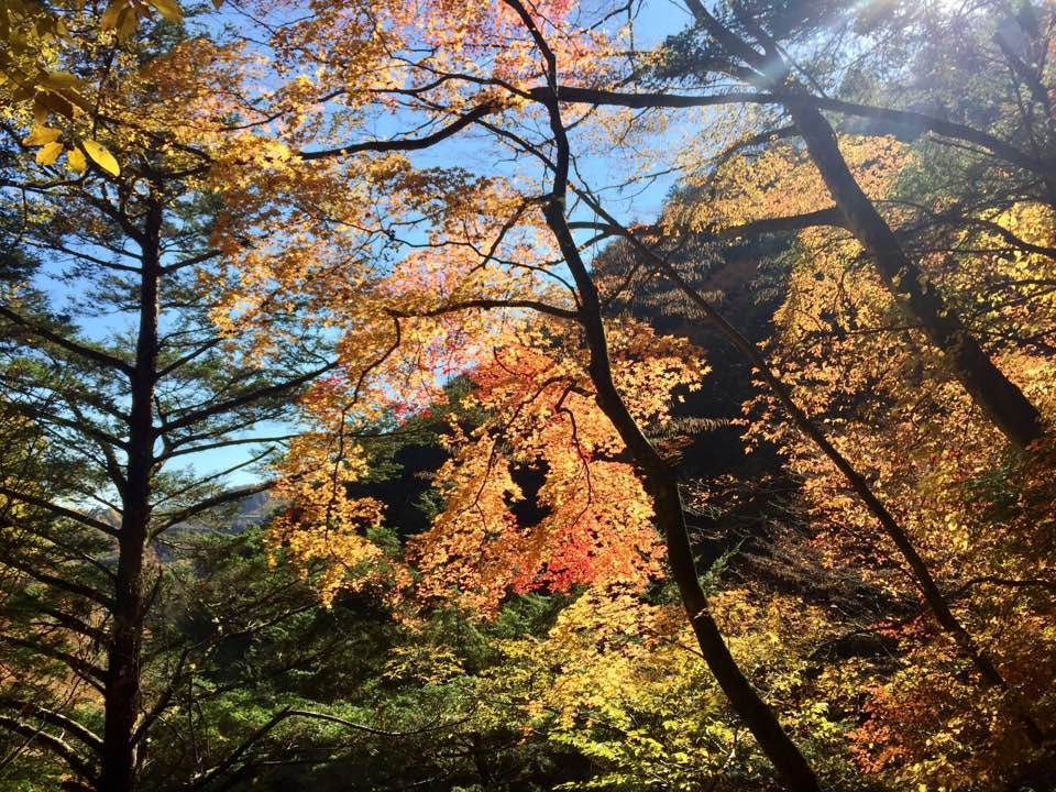 Haiku — Autumn Leaves. Japanese poem: 紅葉(Kōyō) | by Lucy King | Haiku ...