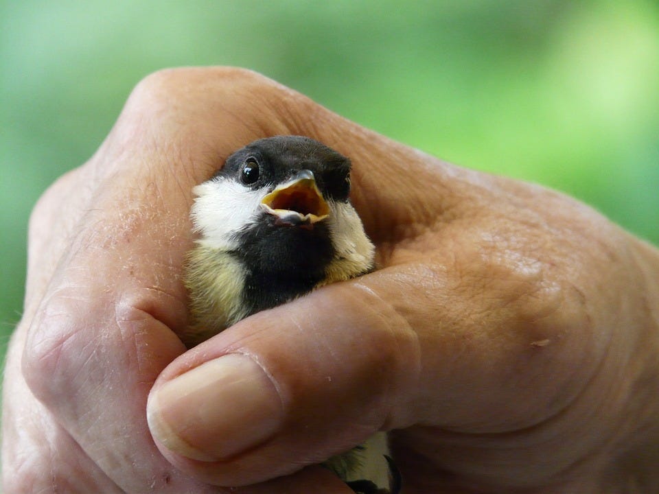 The National Aviary's Elderly Birds | Thoughts And Ideas