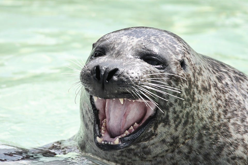 A New Meaning to Wisdom Teeth: How a Look Into These Seals’ Mouths Told ...