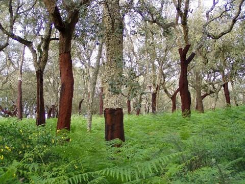 3 Ways That Cork Makes a Positive Environmental Impact | by corature ...