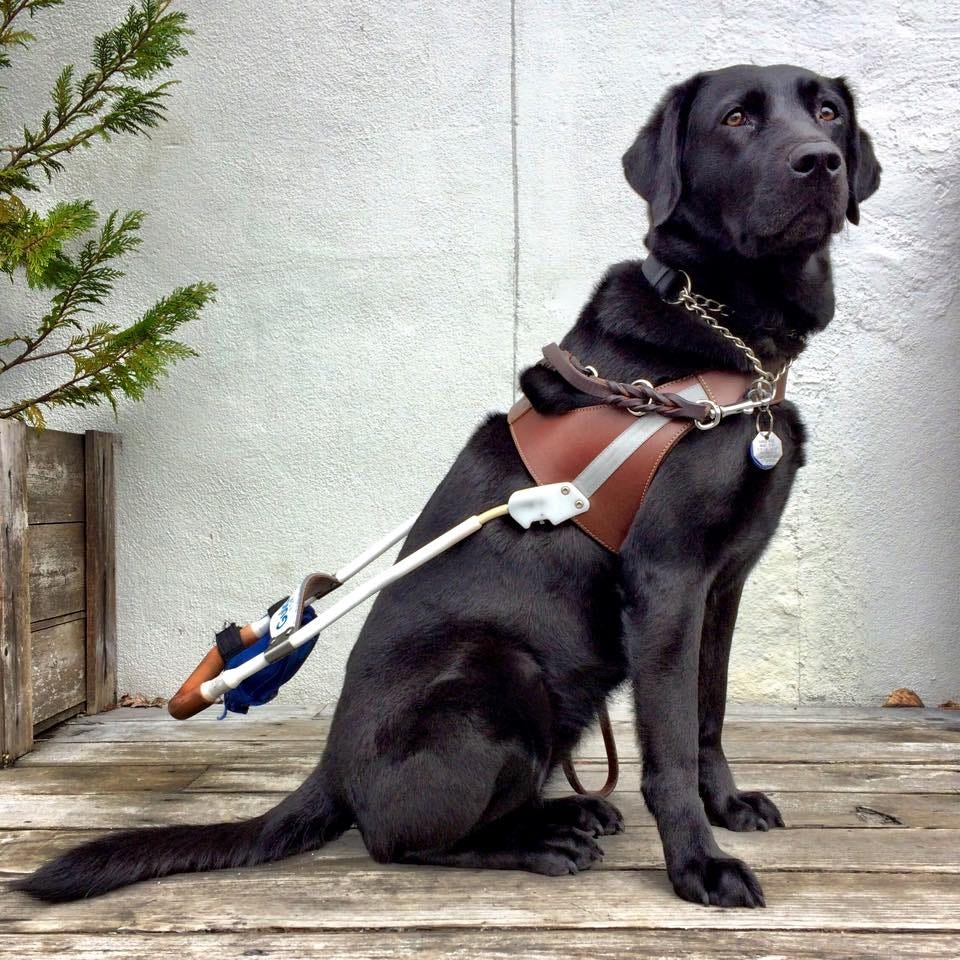 My Career and My Guide. How is working with a Guide Dog “life… | by ...