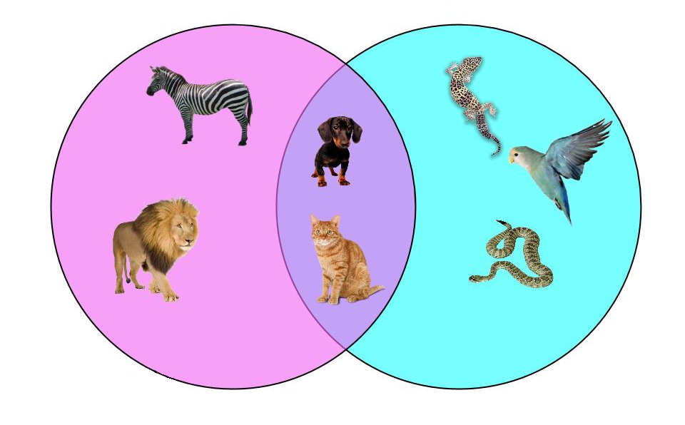 Javascript Sets and Weaksets. Hi!, I’m Gurkirpal Singh, currently… | by ...