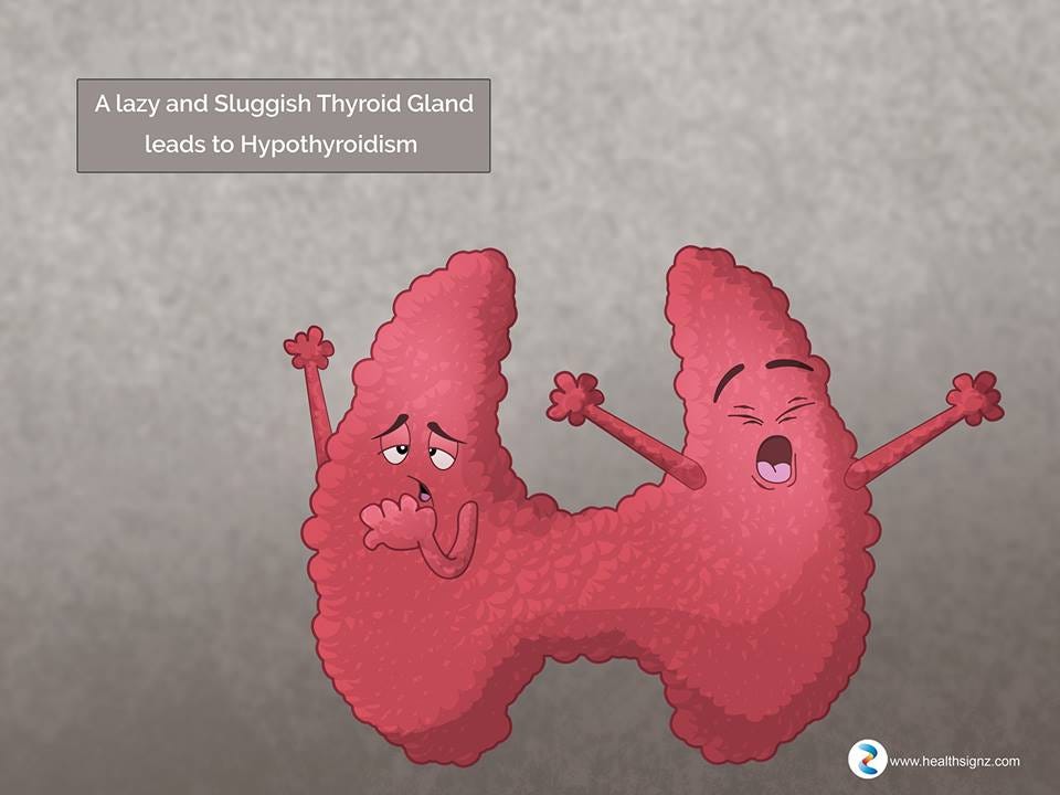 A Lazy and Sluggish Thyroid. A small-butterfly shaped gland located ...