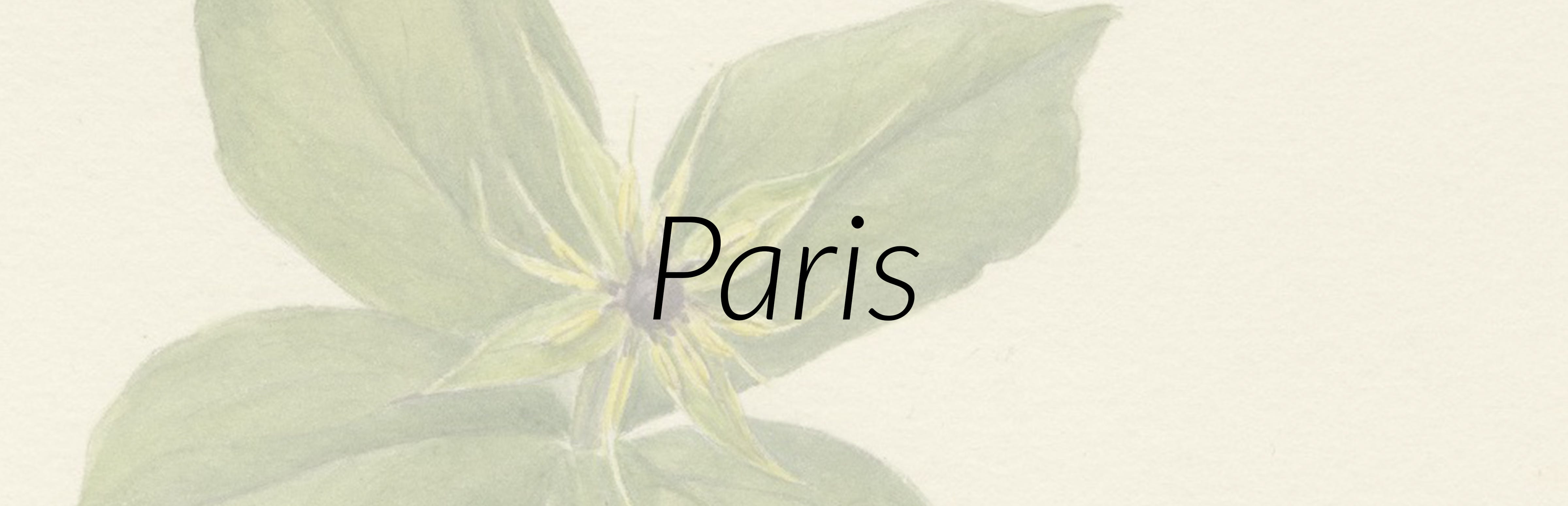 Herb Paris. Plant 342 in the 400 week countdown | by Plants400 ...