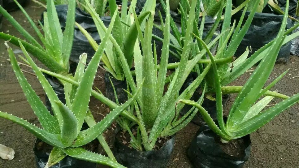 Paling Keren 22 Foto Bunga Lidah Buaya Gambar Bunga Indah