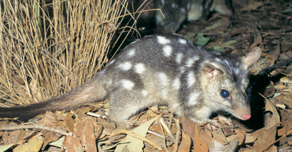 Quolls Have Been