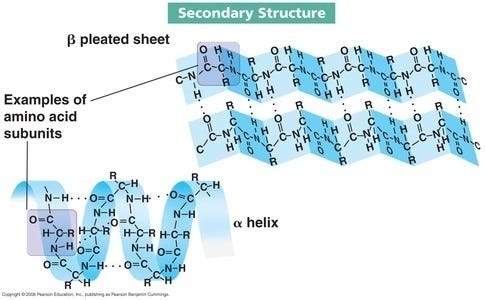 The Beginner’s Guide to Protein Folding! | by Apurva Joshi | Medium