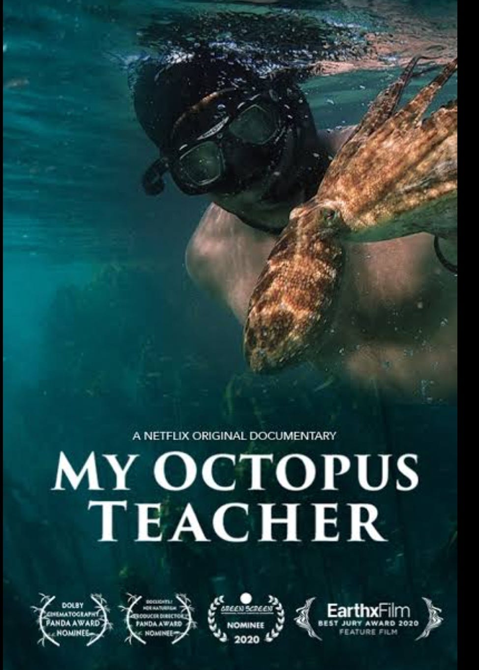 MY OCTOPUS TEACHER.. A short review. | by Ashok C | Medium