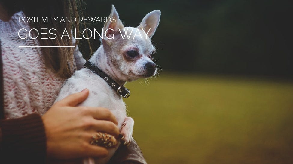 10 Tips To Improving Your Dog’s Recall Command | by Rathouranuj | Medium