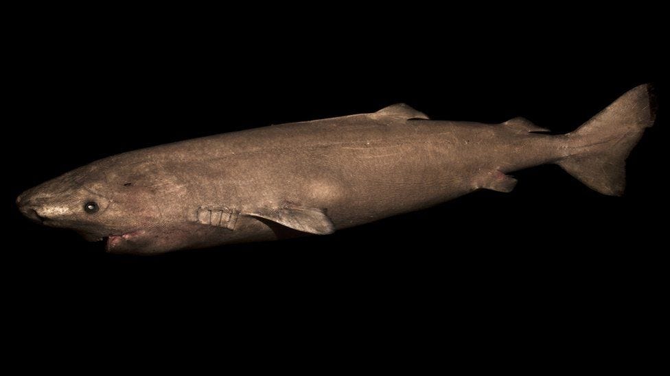 THE OLDEST LIVING VERTEBRATES. Timid Greenland Sharks — The ancient ...