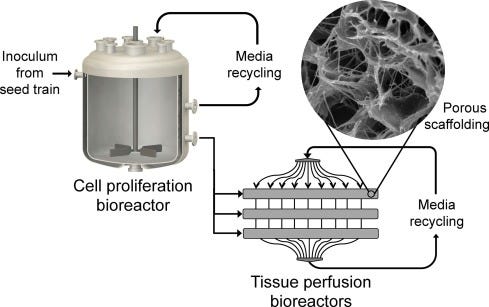 The Superposition of Chickens: How Tissue Engineering Could Impact Your ...