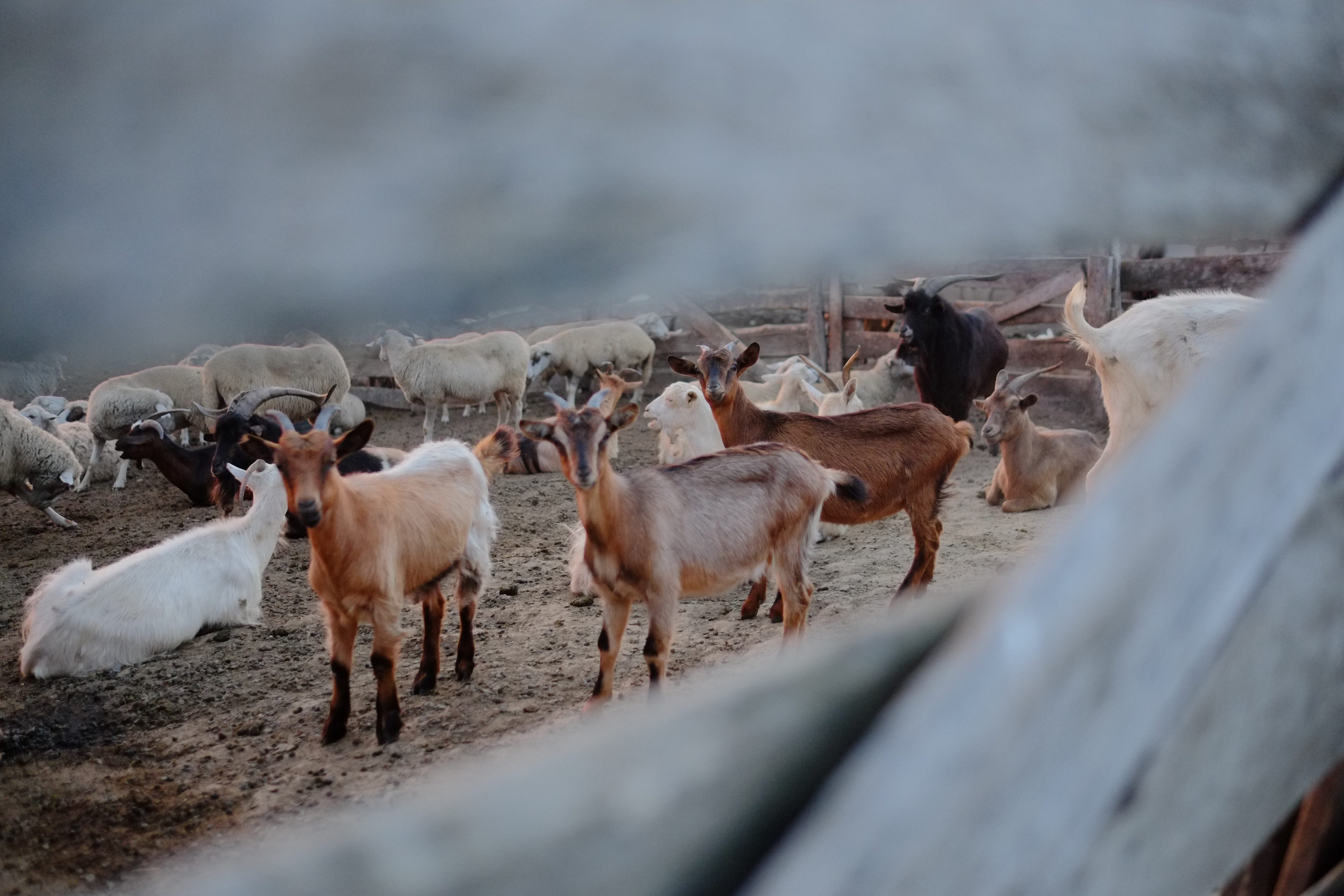 Moldavian farm — a brief introduction - This is Moldova - Medium