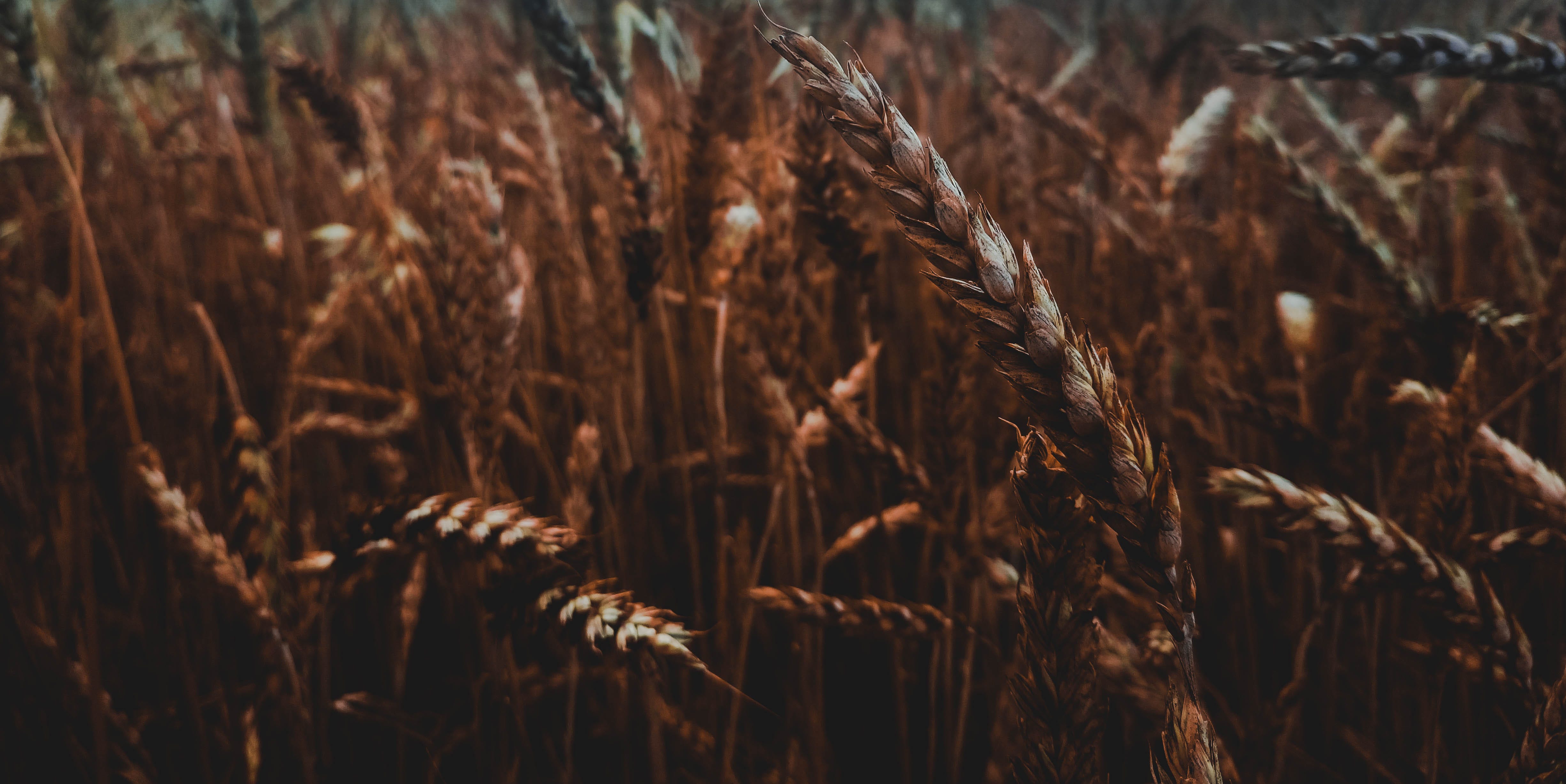 How Did the Black Death Affect What People Ate in the Middle Ages? | by ...