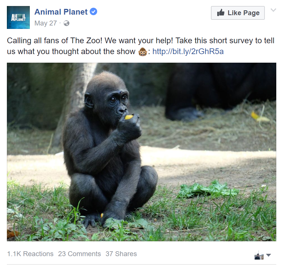 Animal Planet, Your Survey Makes Baby Gorilla Cry | by Shawn | Medium