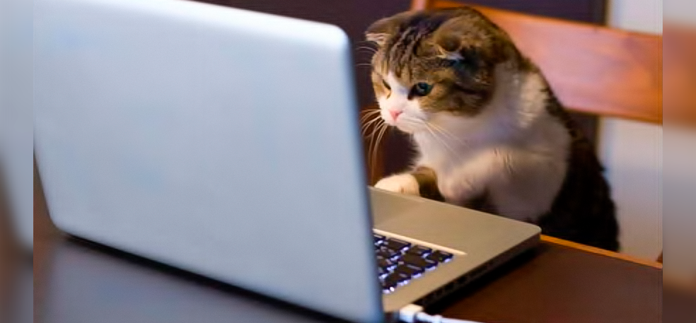 El Internet de los gatos. El Internet de los gatos: una… | by Alde ...