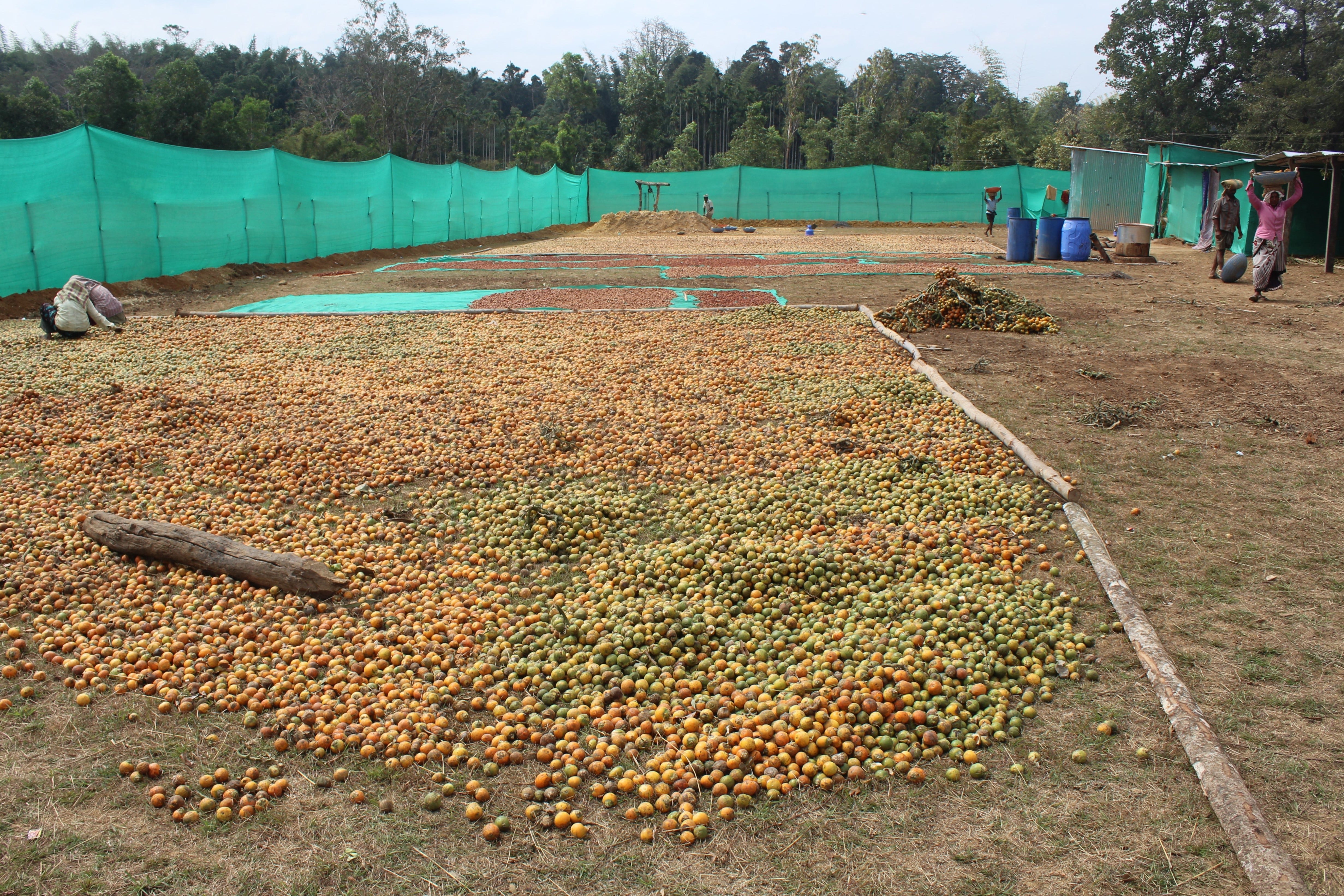 Understanding Indian Agriculture: small plots, systemic challenges ...