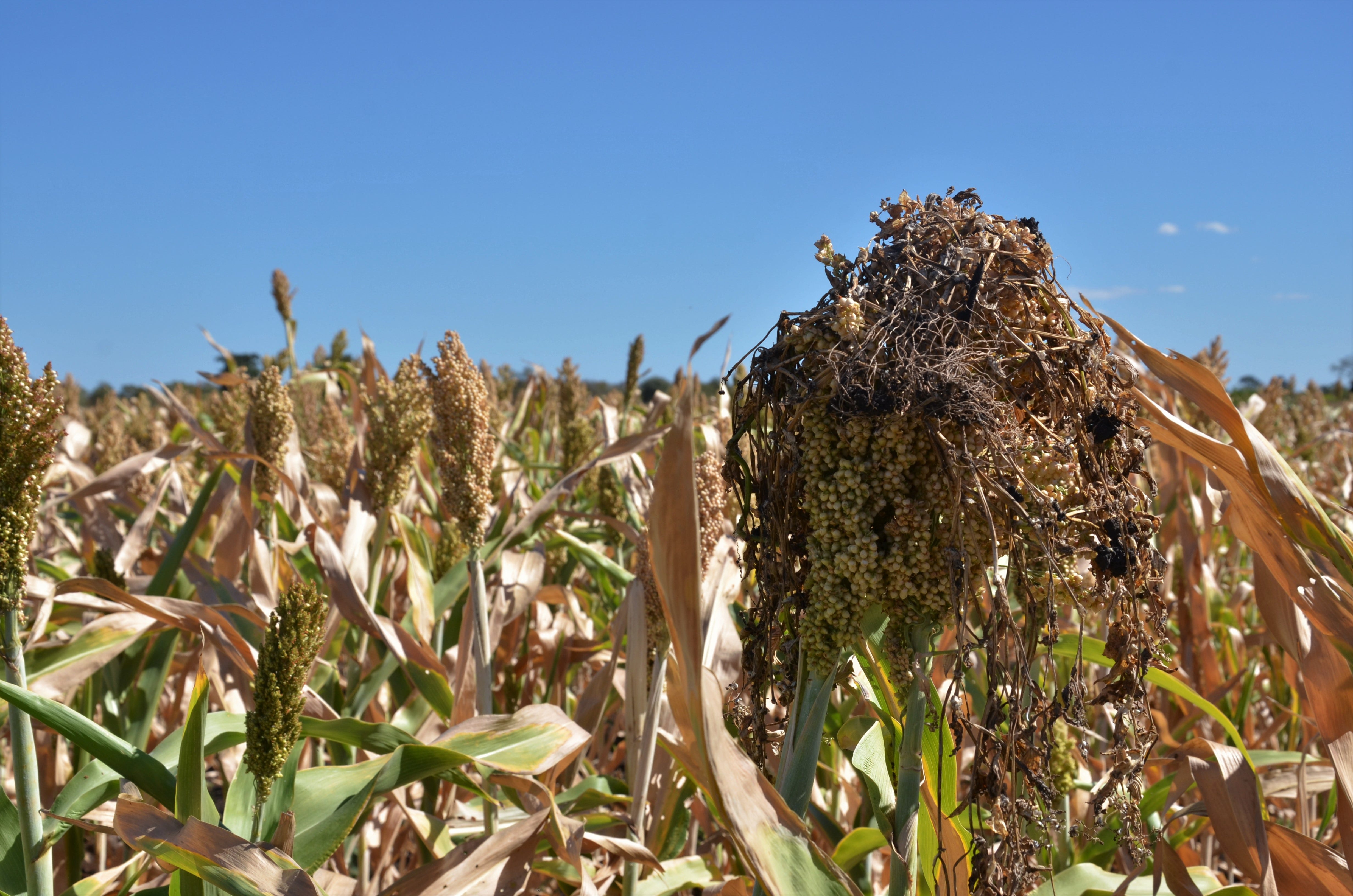 Sorghum- so good. The World Food Programme (WFP) is… | by Elizabeth Van ...