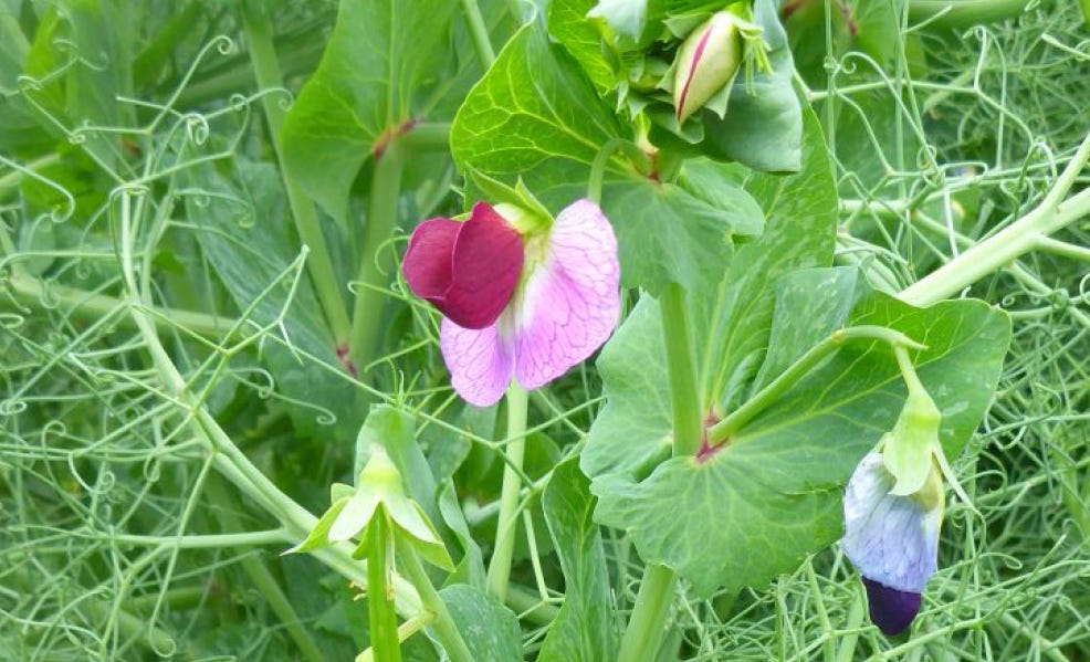 AAC Lorlie maple pea. Field pea (Pisum sativum L.) is the… | by ...