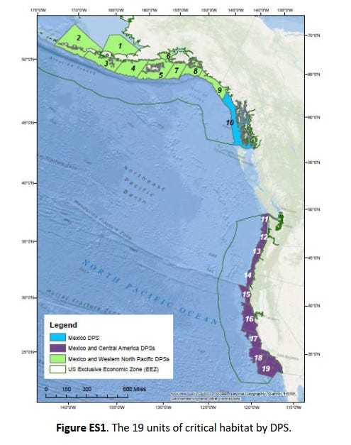 Humpback Whales Are Finally Receiving Critical Habitat After 50 Years ...