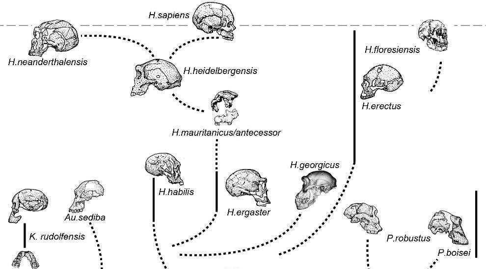 The Dominance of Homo Sapiens. Why did Homo sapiens rise to complete ...