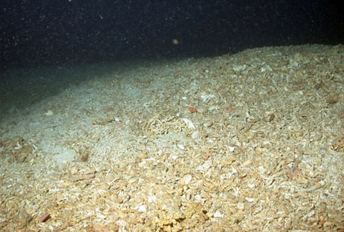 The Harms of Bottom Trawling. The stresses humans put on the oceans ...