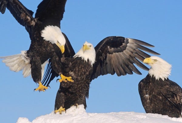 The Wild World of a Nature Photographer | by Jeffrey Roberts | Vantage ...