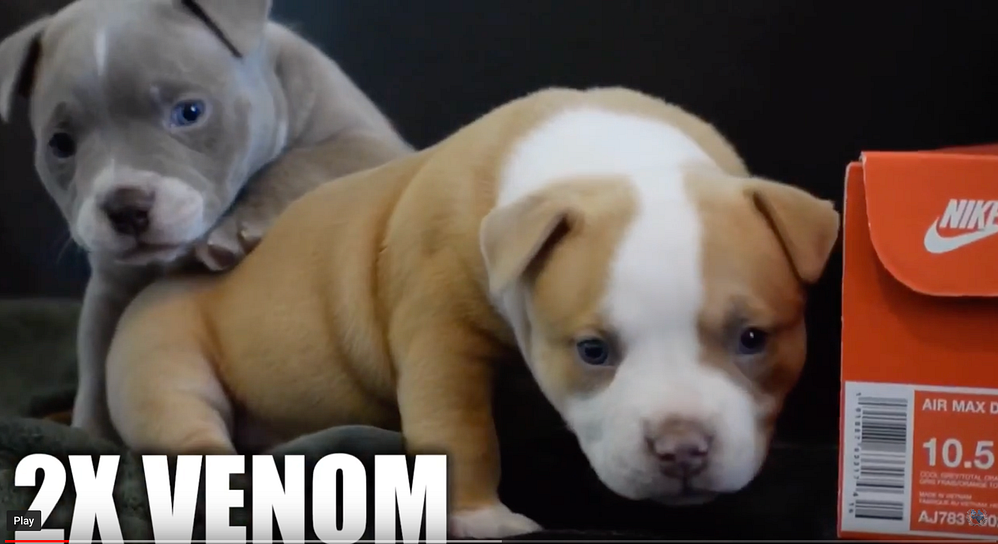 TOP AMERICAN BULLY BREEDINGS 2019 | by BULLY KING Magazine | BULLY KING ...