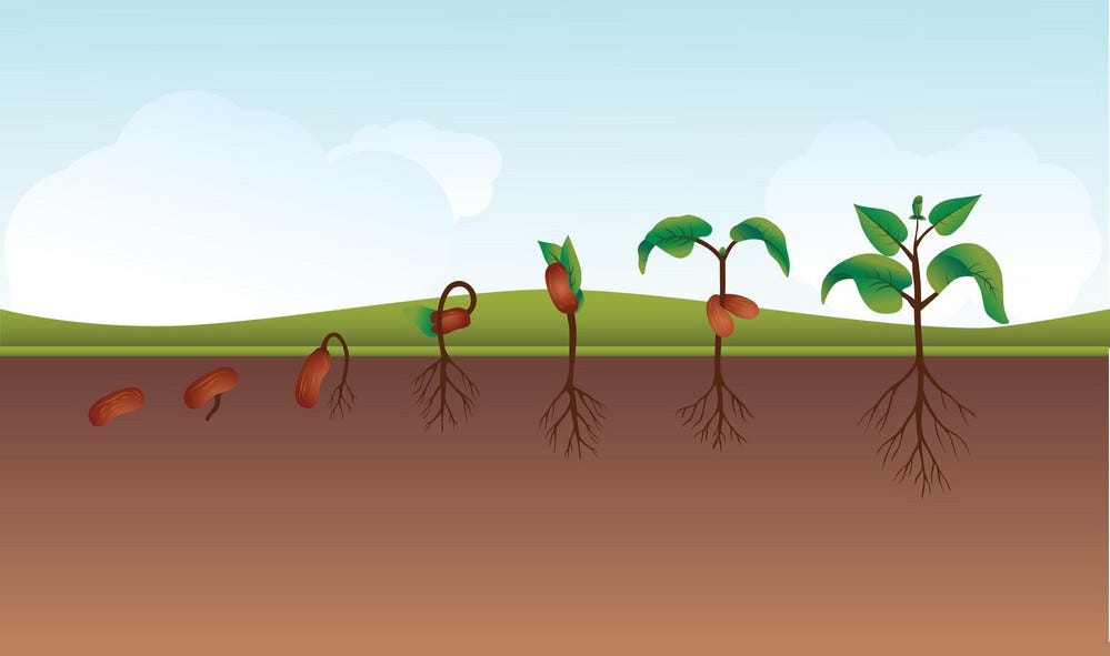 Seeding in Rails. What is Seed in Rails ? A useful way of… | by Joshua Chipile | Medium