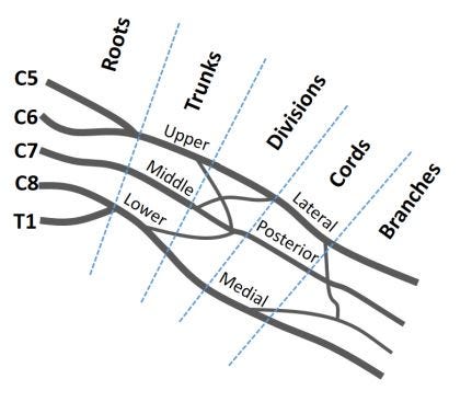 逐步输入的Spinalnet深层神经网络-CSDN博客