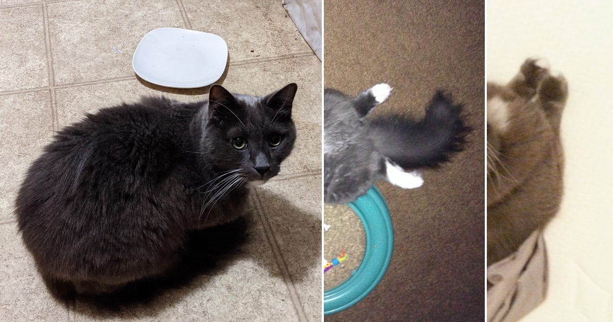 4 stories about Cat Stories curated by Katemiya - Medium