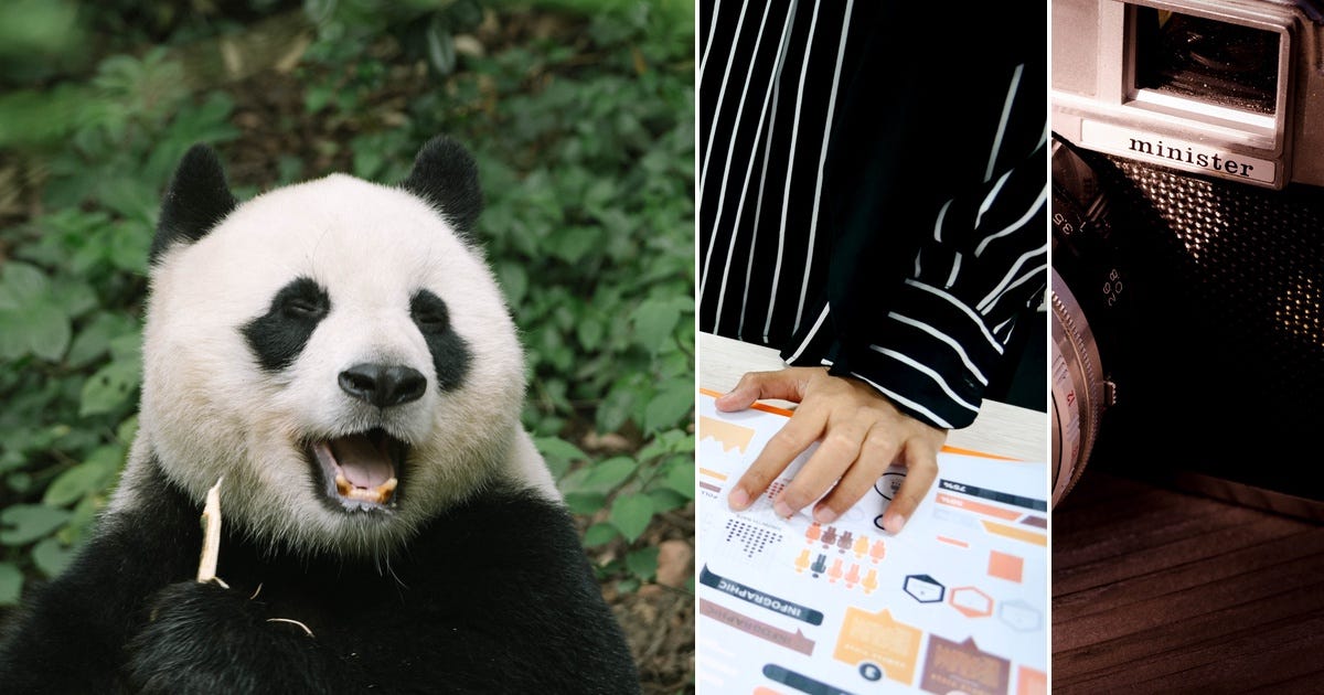 10 stories about pandas curated by Joejosephmul - Medium