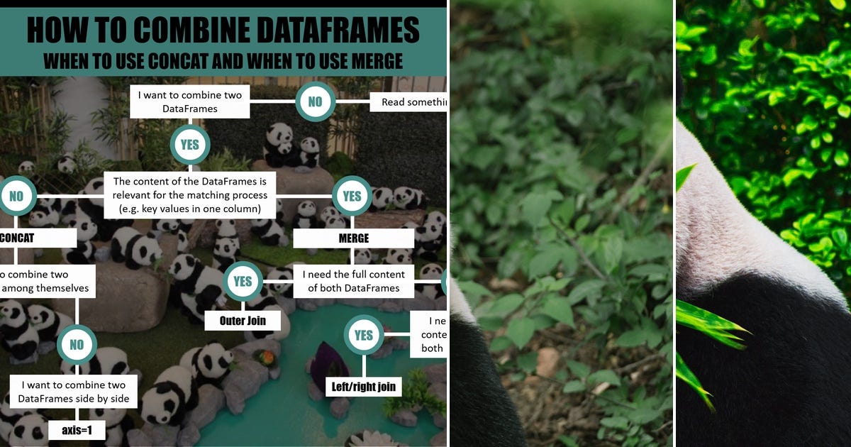 15 stories about Pandas curated by Greg Rogers - Medium