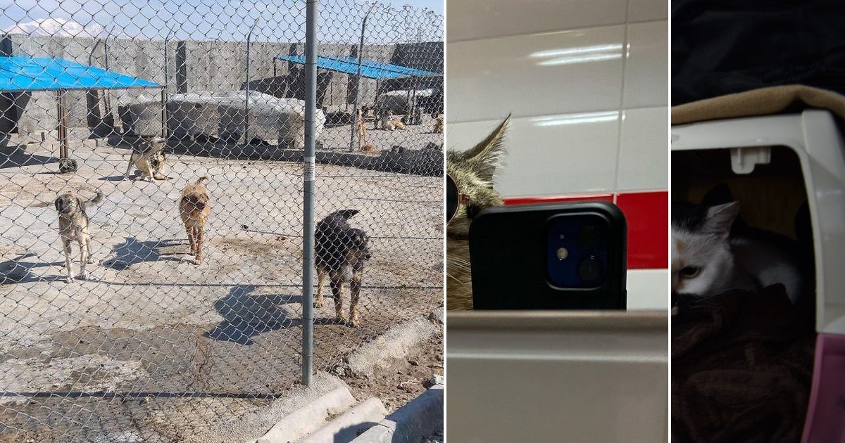 3 stories about Pets curated by Hamid Jafari - Medium