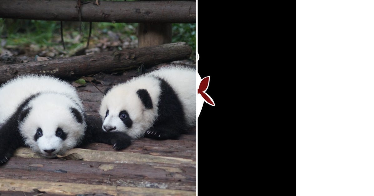 List: Pandas | Curated by Pontus | Medium