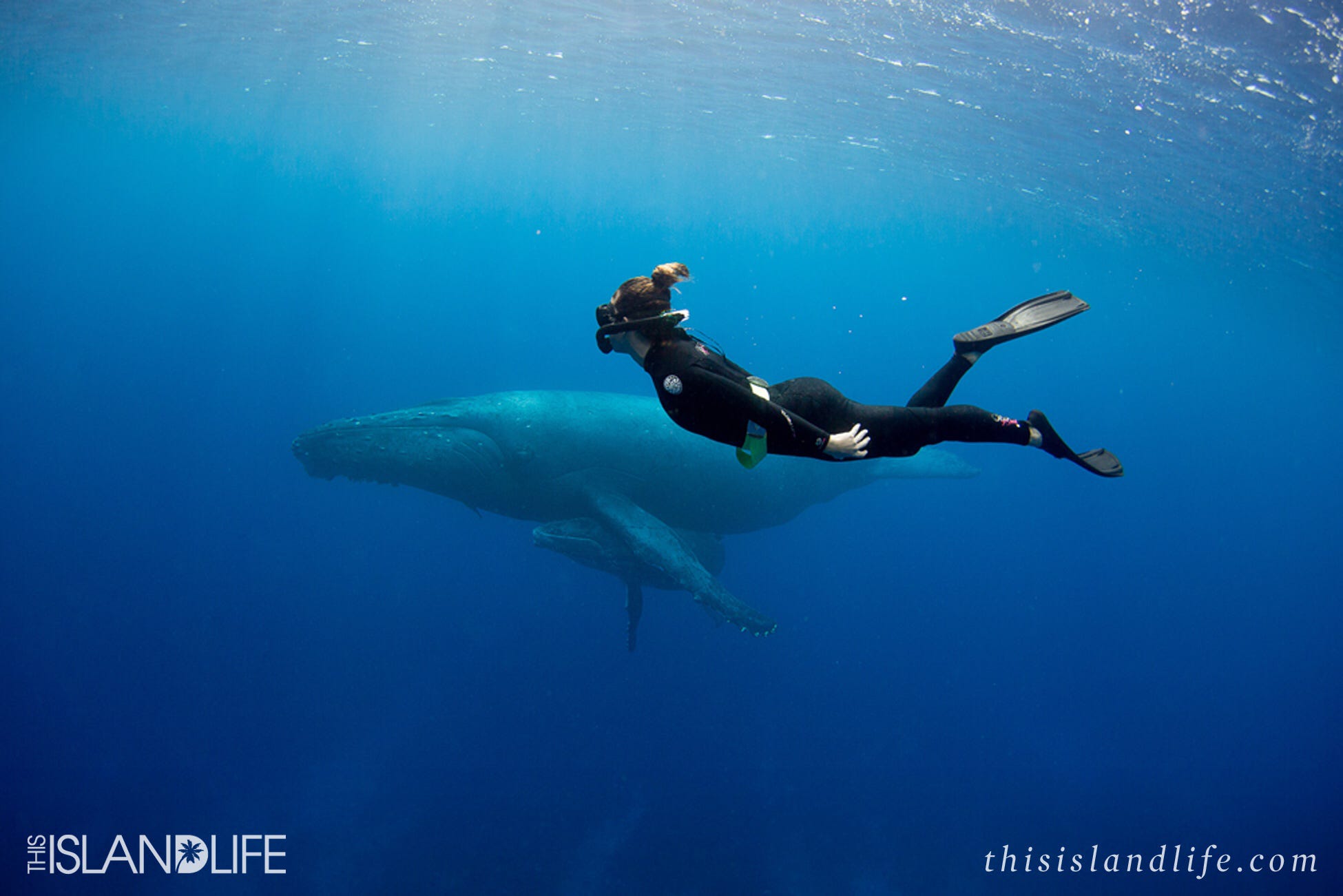 What it’s like to swim with humpback whales in Vava’u, Tonga | by Laura ...