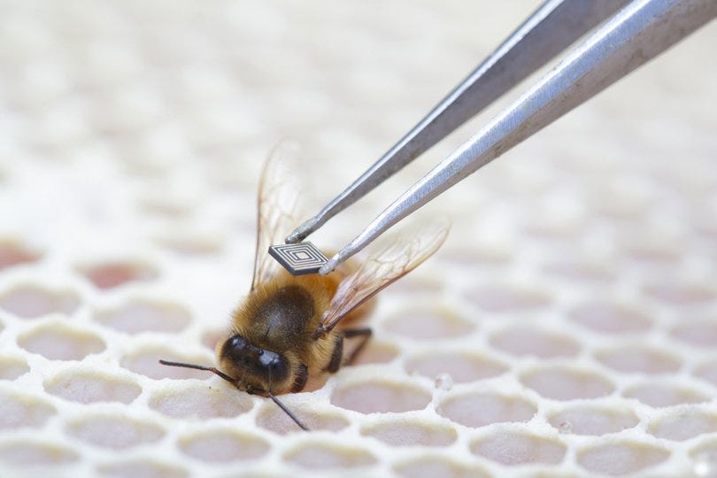 Buzzworthy Tech: Hardware to Help Save the Bees | by Cassandra Corrales ...