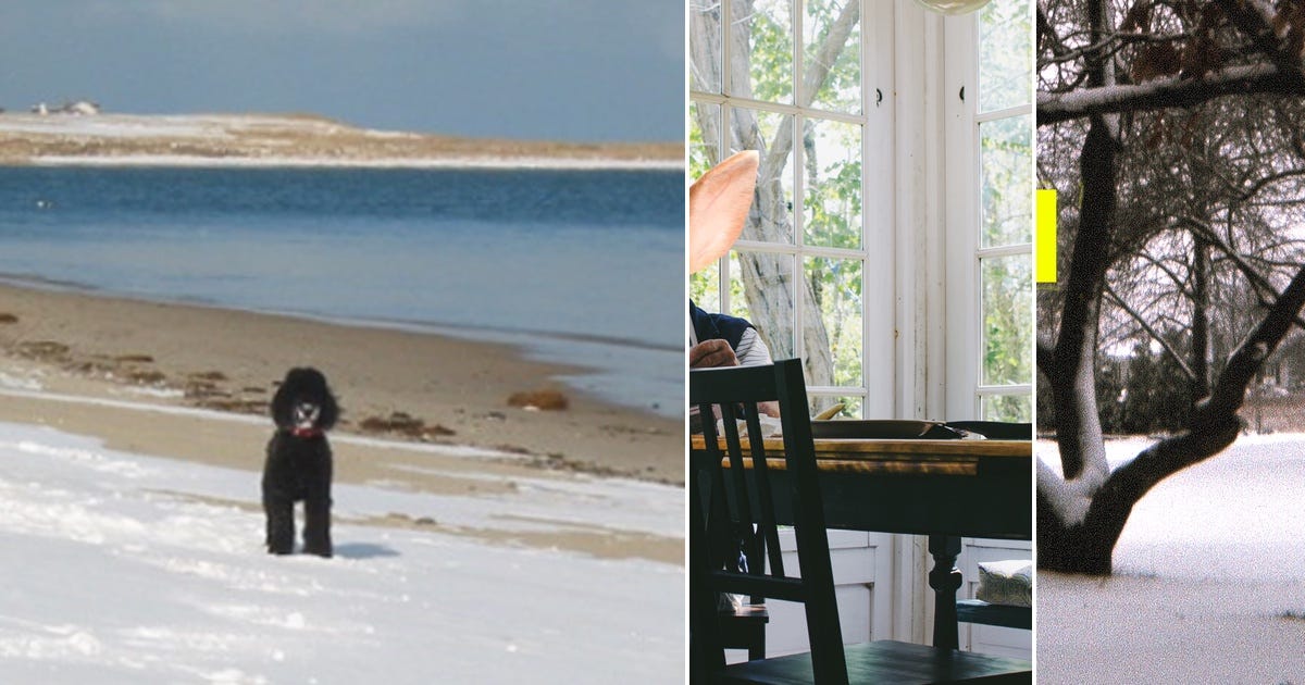 3 stories about Animals are Better curated by John Emmerling - Medium