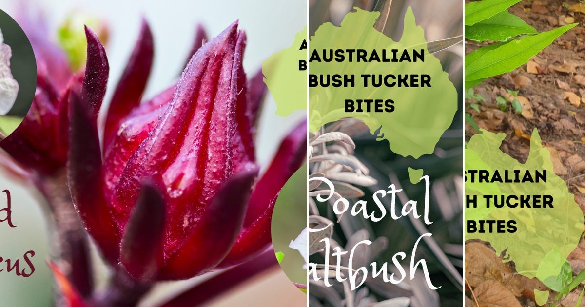 48 stories about Australian Bush Tucker Banquet curated by Jane Frost ...