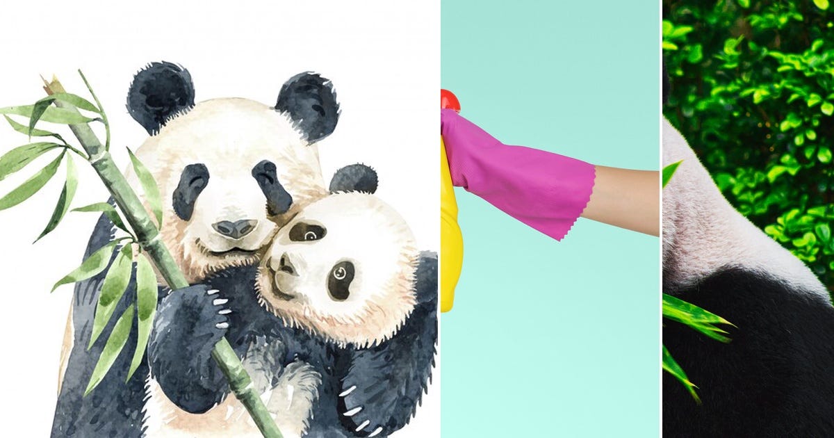 List: Pandas | Curated by NSS | Medium