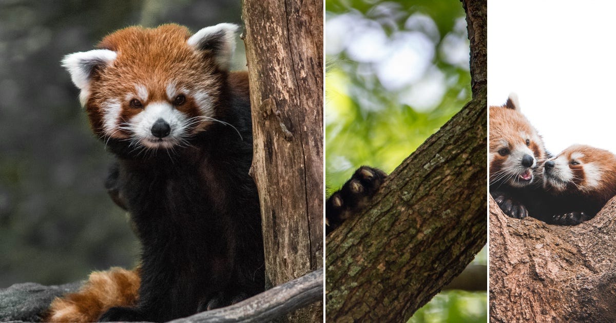 6 stories about Pandas Articles curated by M Partha - Medium