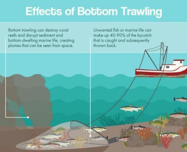Bottom Trawling and Over Fishing Cause Damage to Marine Ecosystems | by ...
