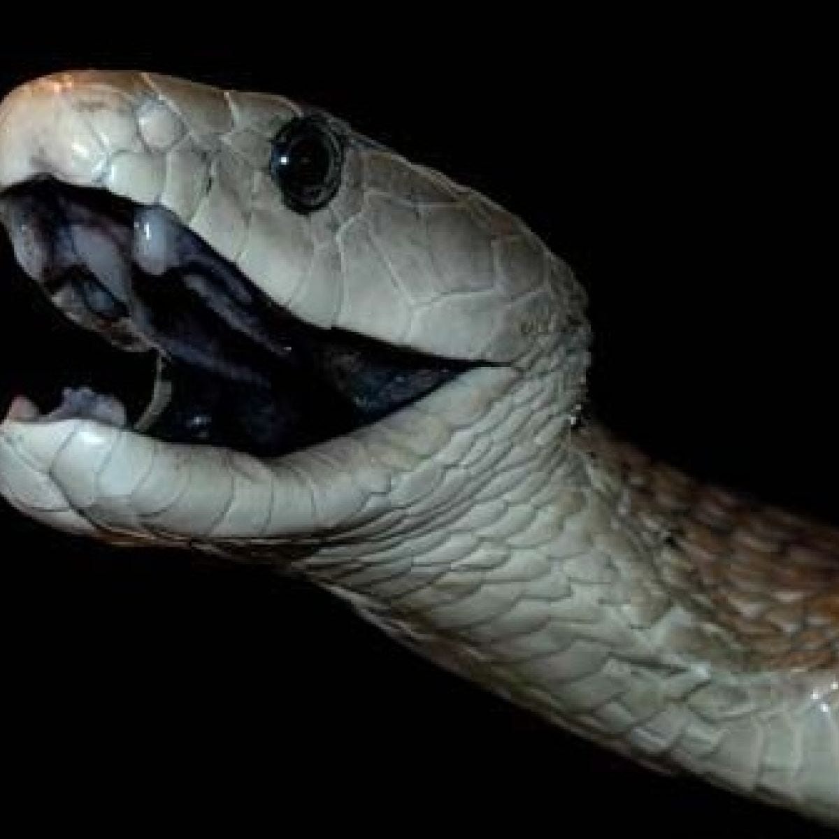 A Deadly Venomous Black Mamba Snake Startled Me in South Africa | by ...