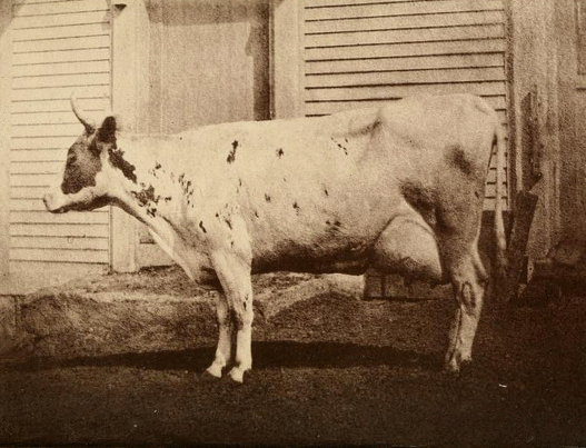 The One Cow Farm | by New Farmer, QC | new farmer | Medium